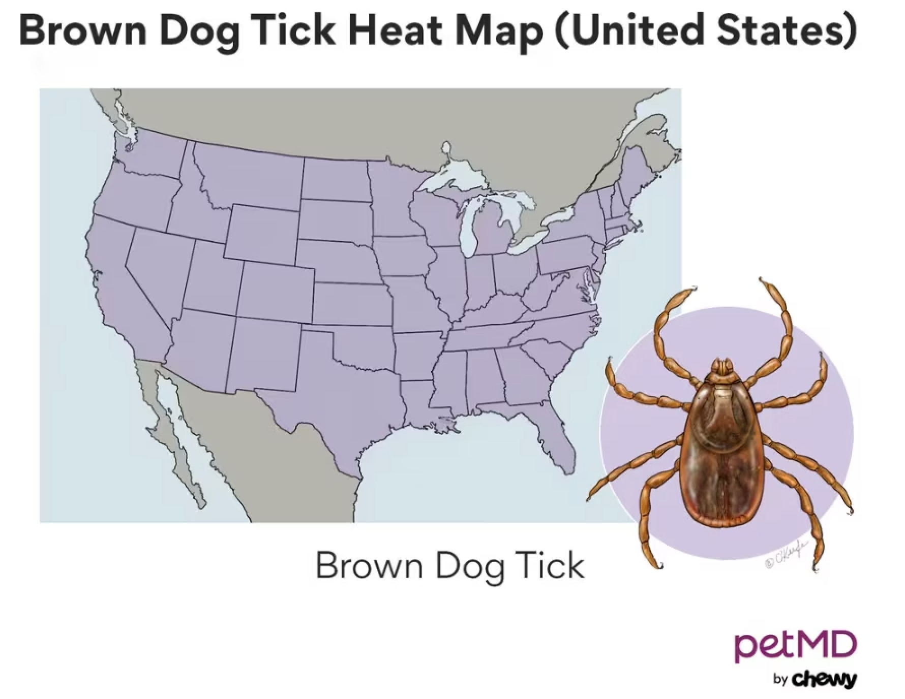 Brown Dog Tick: What Are They and Where Do Brown Dog Ticks Live? | PetMD